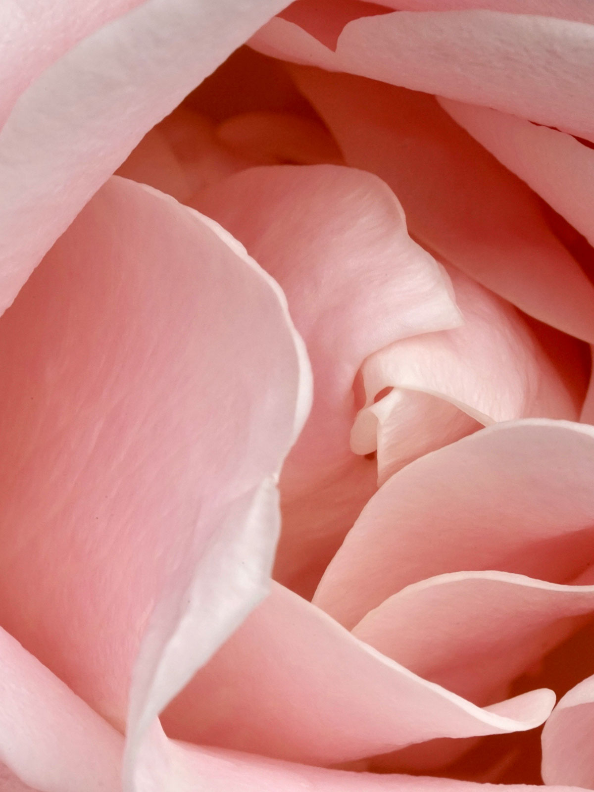 SIPS - Artisan tea. By tea lovers. For tea lovers.